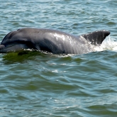 Shell Island Tours ( shellislandtours ) - Litelink